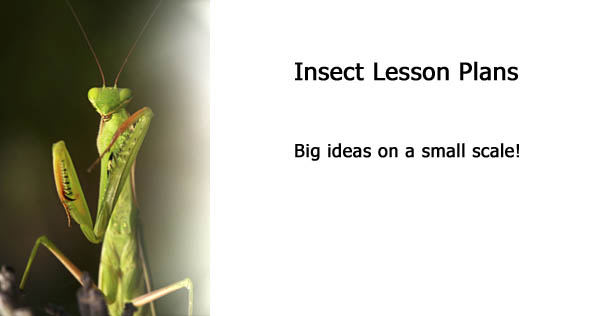 insectbanner - FreshPlans